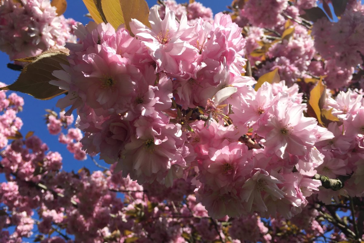 Kirschblütenfest: "Cool Japan!" im Markk - Eimsbütteler Nachrichten